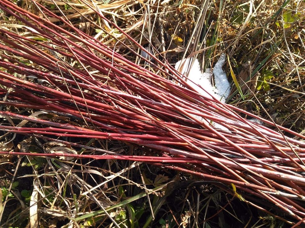 Osier - Coralie Beltrame Artisane Vannière
